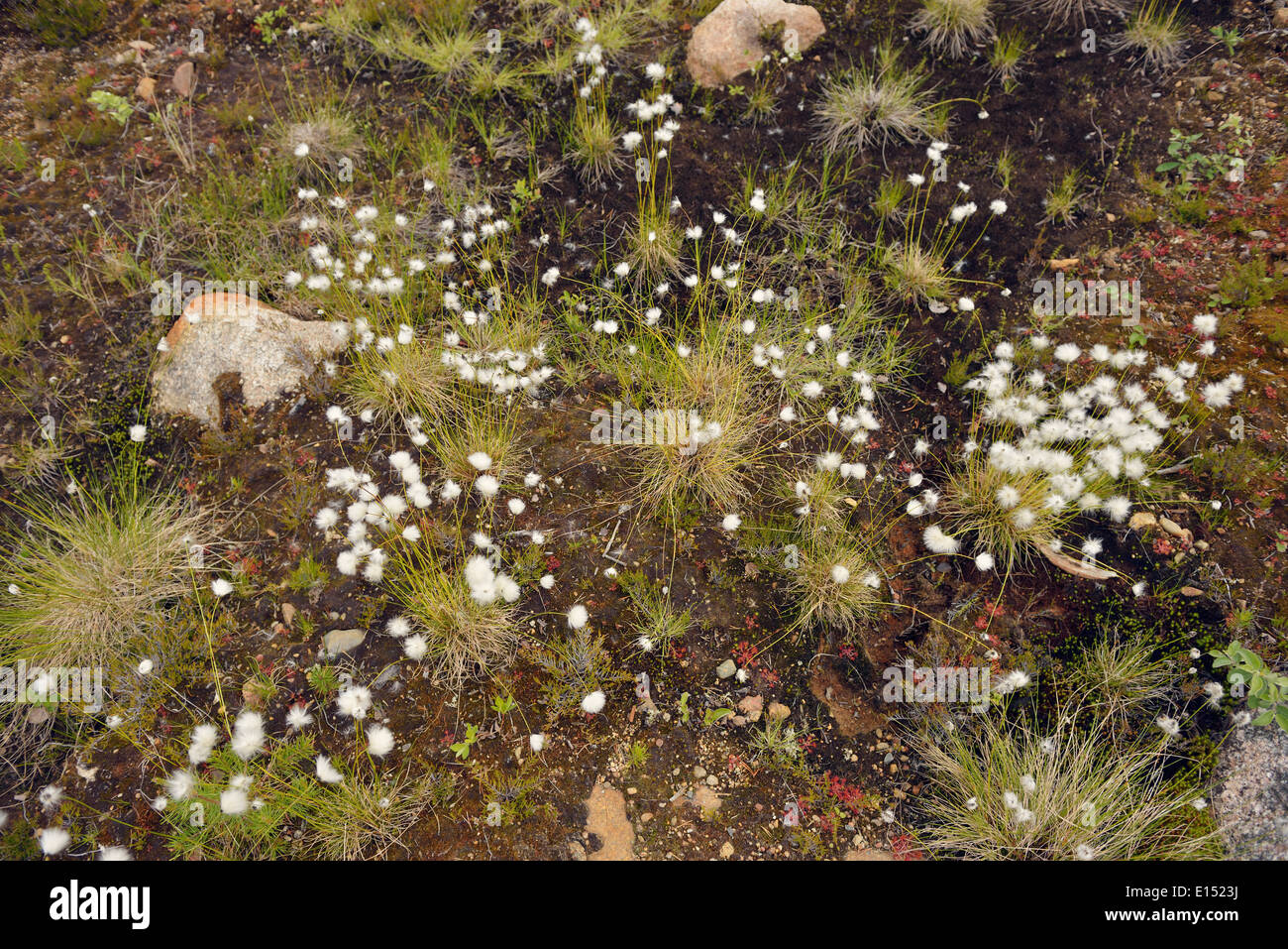 Sveg sweden hi-res stock photography and images - Alamy