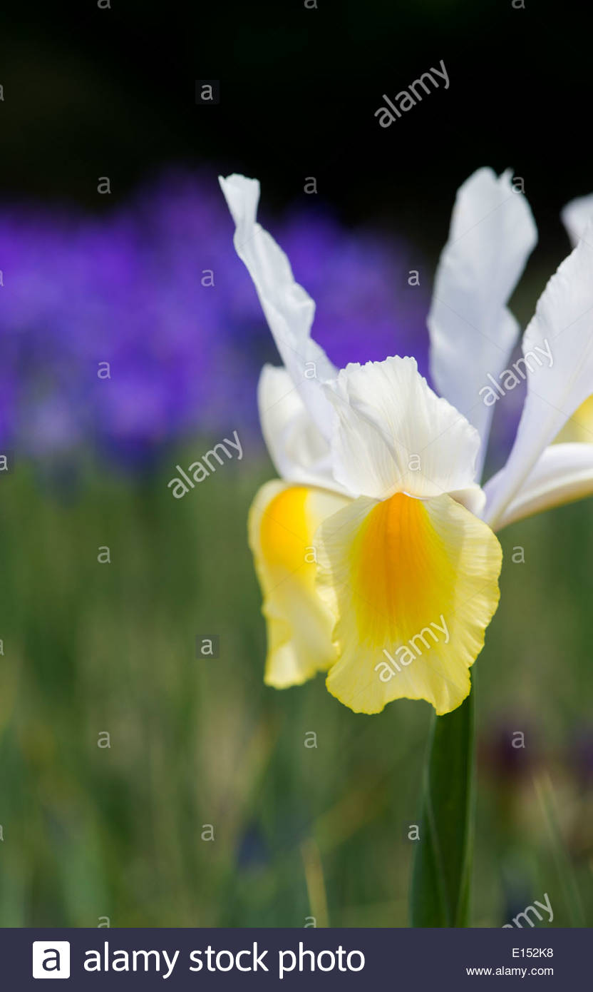 Dutch Iris Stock Photos & Dutch Iris Stock Images - Alamy