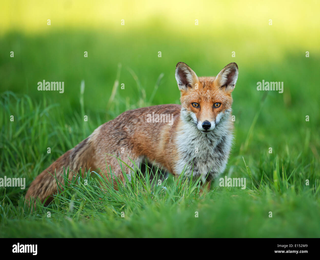 Wild Red fox (Vulpes vulpes Stock Photo - Alamy