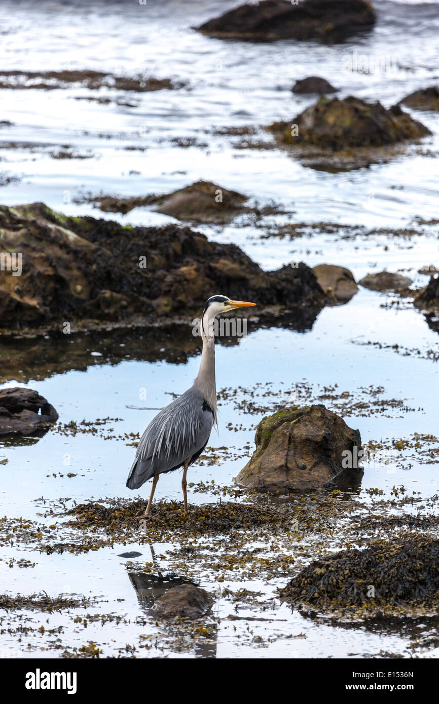 Grey heron ireland hi-res stock photography and images - Alamy