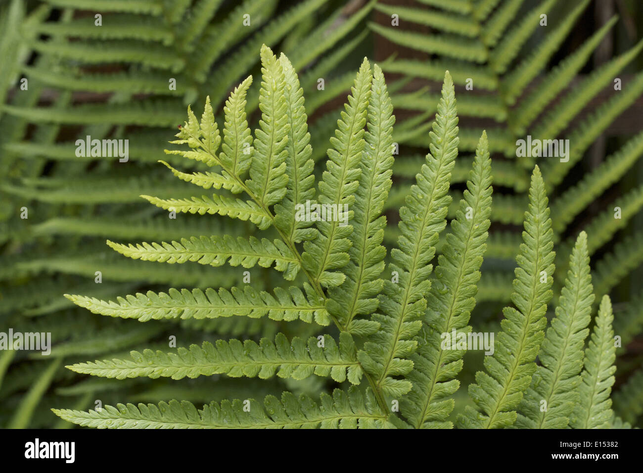 Fearn leaves hi-res stock photography and images - Alamy