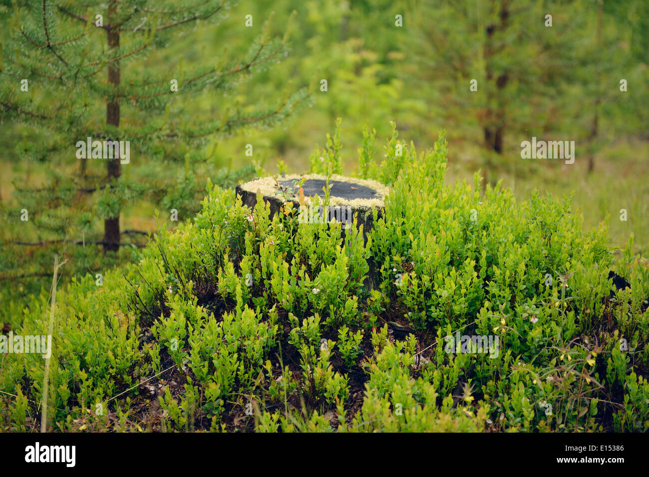 Sweden, Stroemsund, Tree stump surrounded by blueberry plants Stock ...