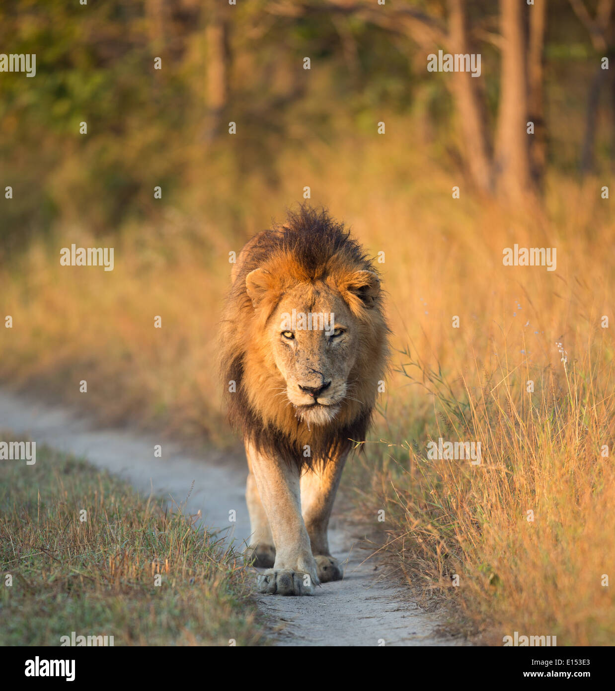 Majingilane male hi-res stock photography and images - Alamy