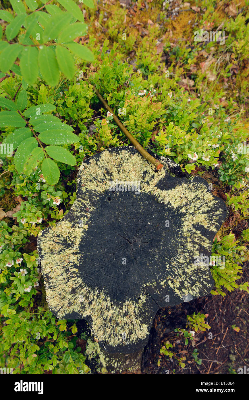 Sweden, Stroemsund, Tree stump surrounded by blueberry plants Stock ...