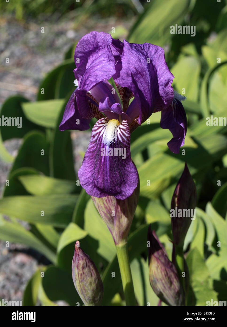 Iris, Iris aphylla, Iridaceae. Central & Eastern Europe Stock Photo - Alamy