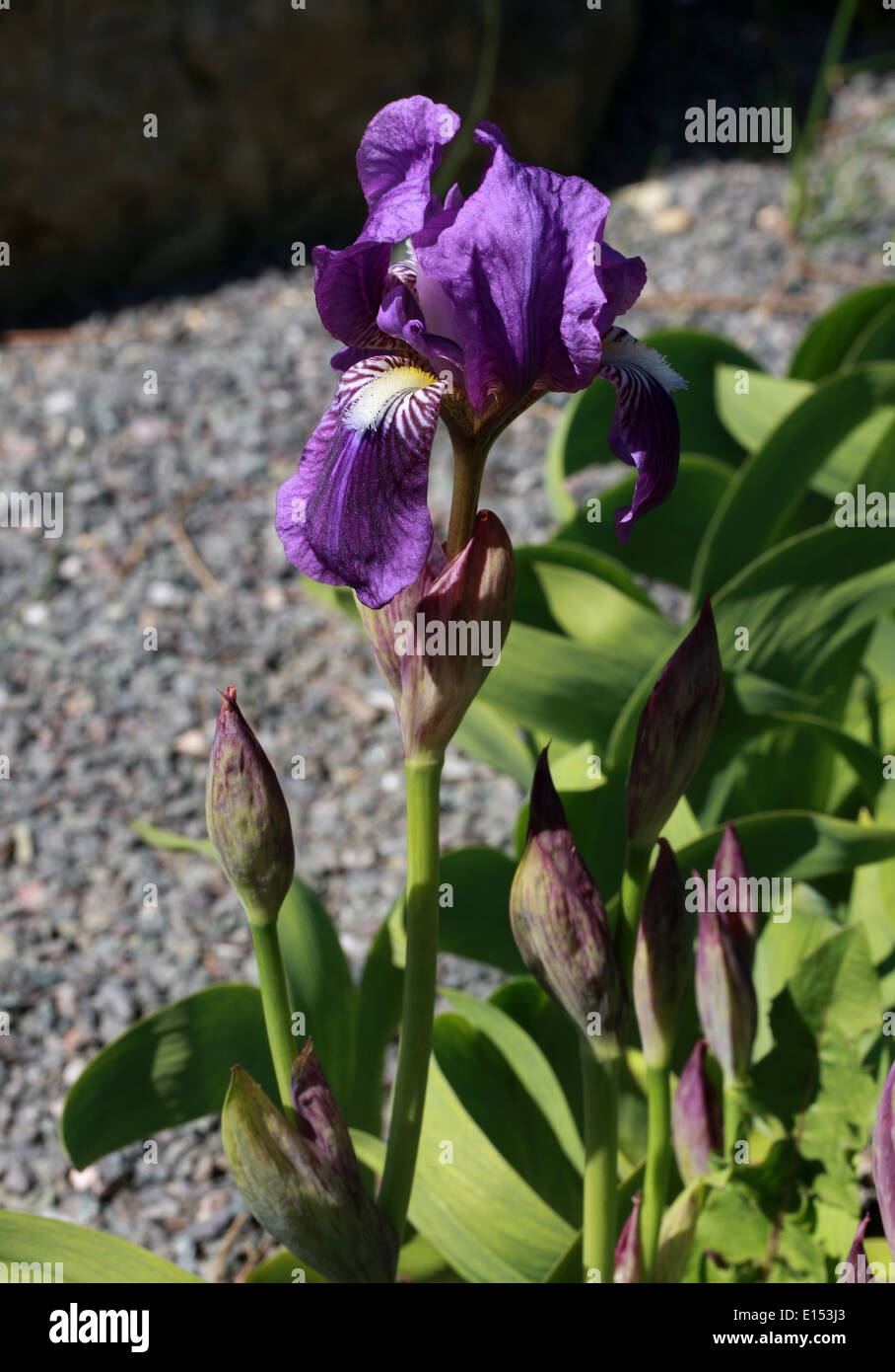 Iris, Iris aphylla, Iridaceae. Central & Eastern Europe Stock Photo - Alamy
