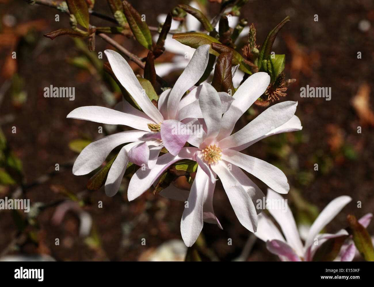 Magnolia, Magnolia x loebneri "Leonard Messel", Magnoliaceae Stock ...