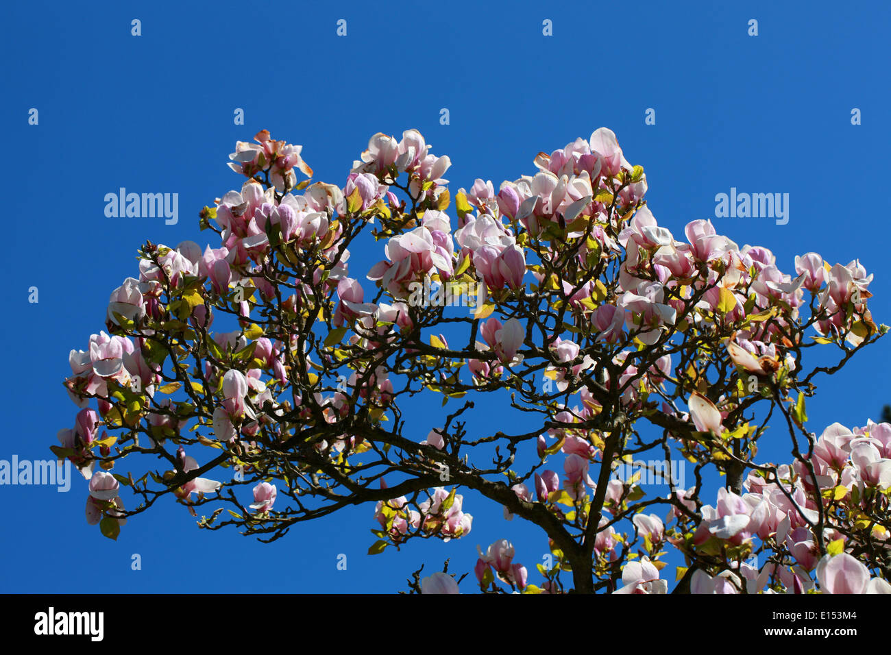 Magnolia soulangeana rustica rubra hi-res stock photography and images ...