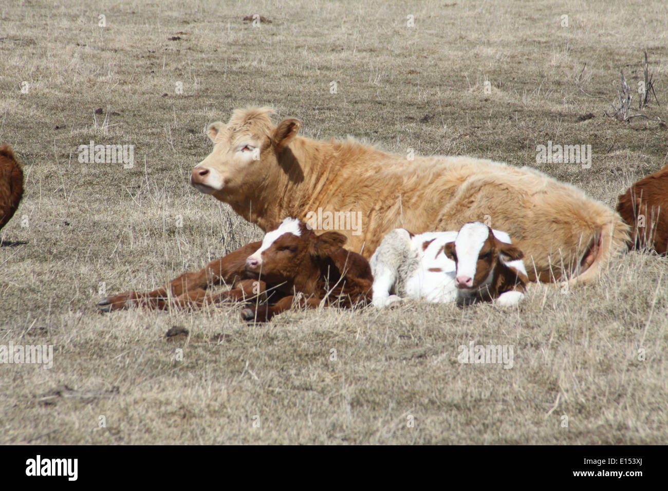 Cow and calves lying in a pasture during a sunny period in early spring ...