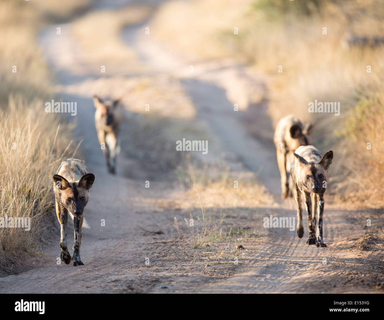 African Wild Dogs on hunt Stock Photo - Alamy