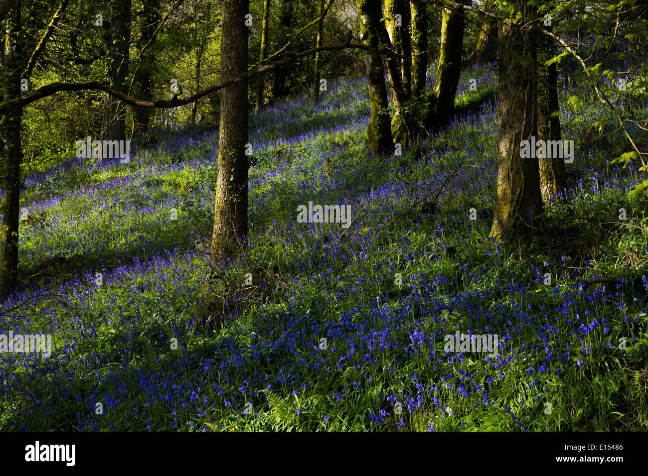 Bluebells in the woods Stock Photo - Alamy