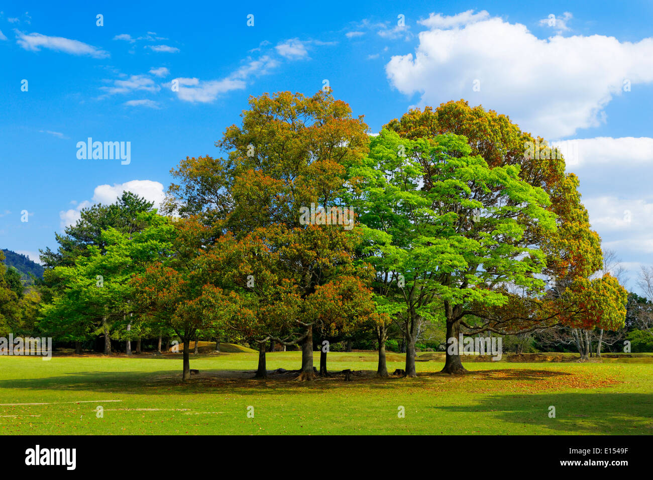 Casuarina tree hi-res stock photography and images - Alamy