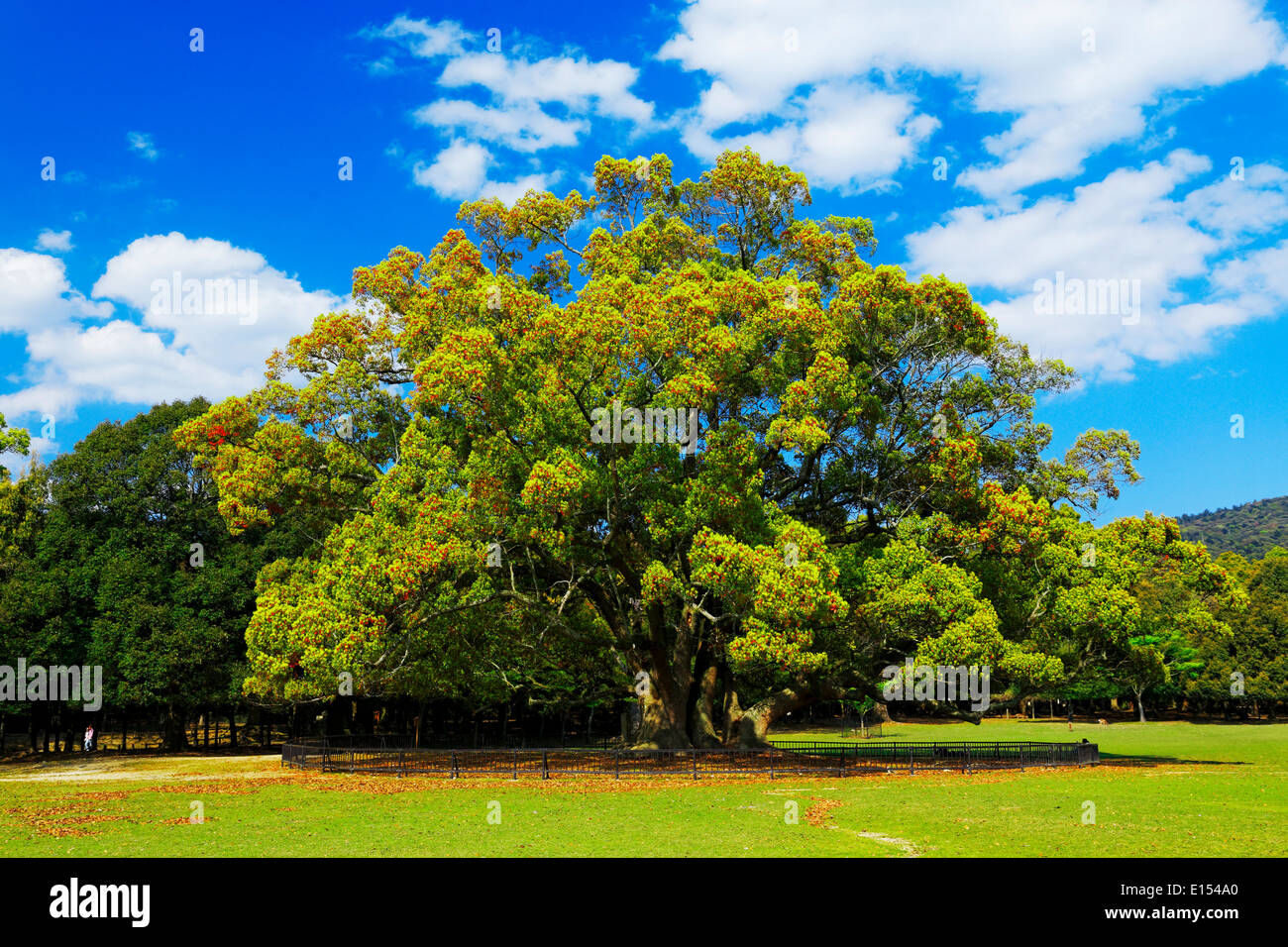 Casuarina tree hi-res stock photography and images - Alamy