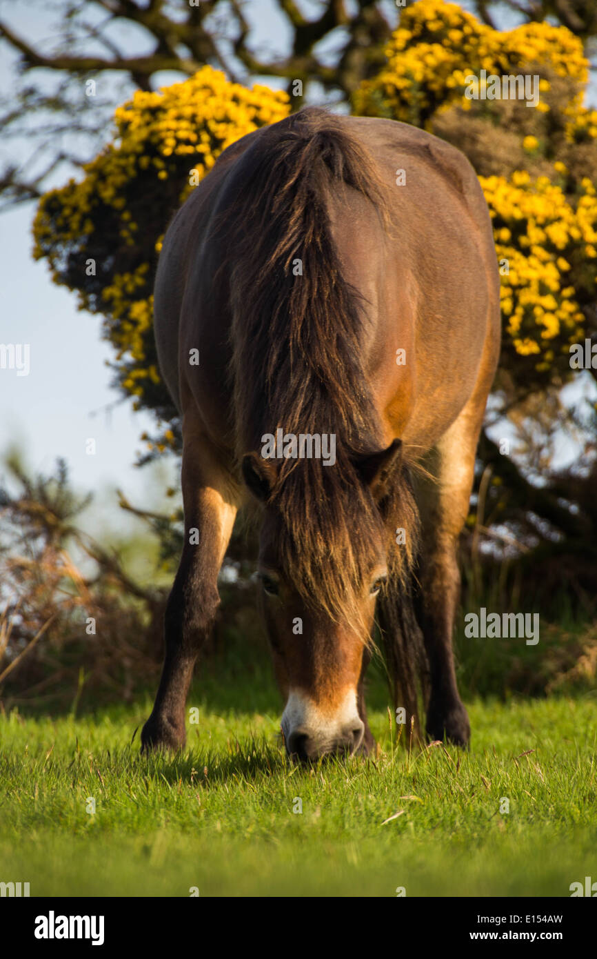 Grazing animal hi-res stock photography and images - Alamy