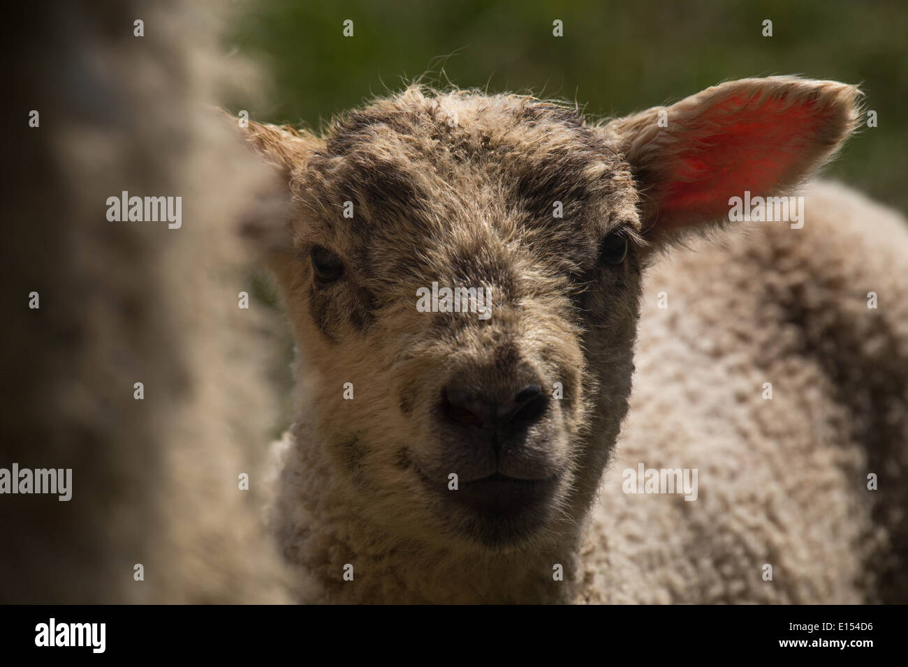 Lamb hiding behind its mother Stock Photo - Alamy