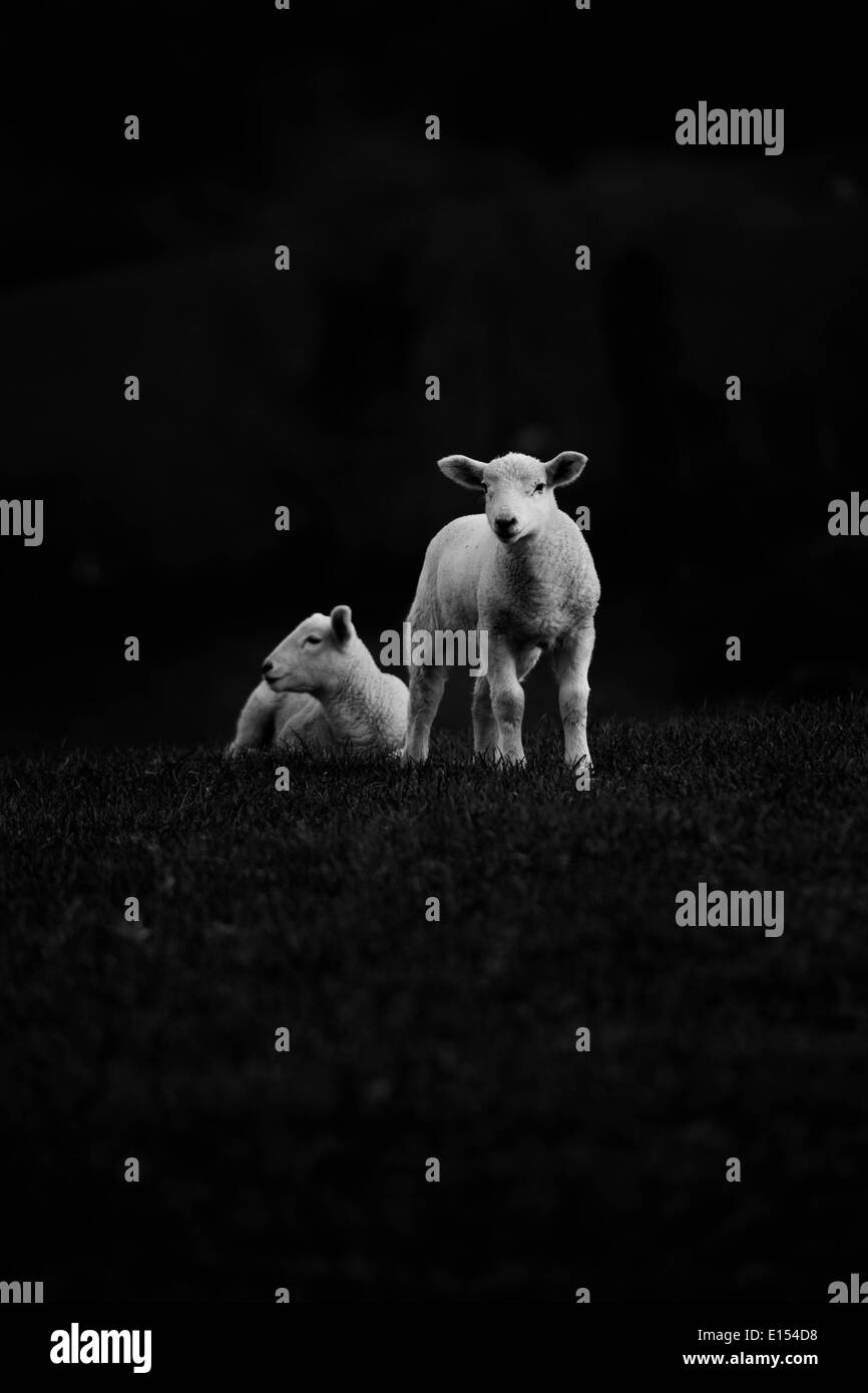 Two lambs in a field Stock Photo - Alamy