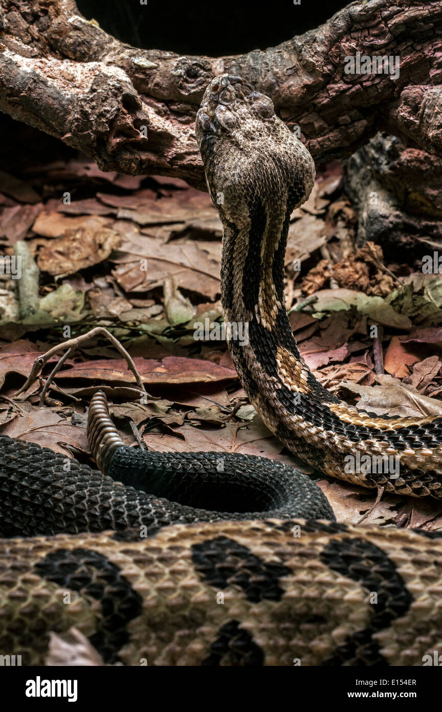 Timber rattlesnake / canebrake rattlesnake / banded rattlesnake ...