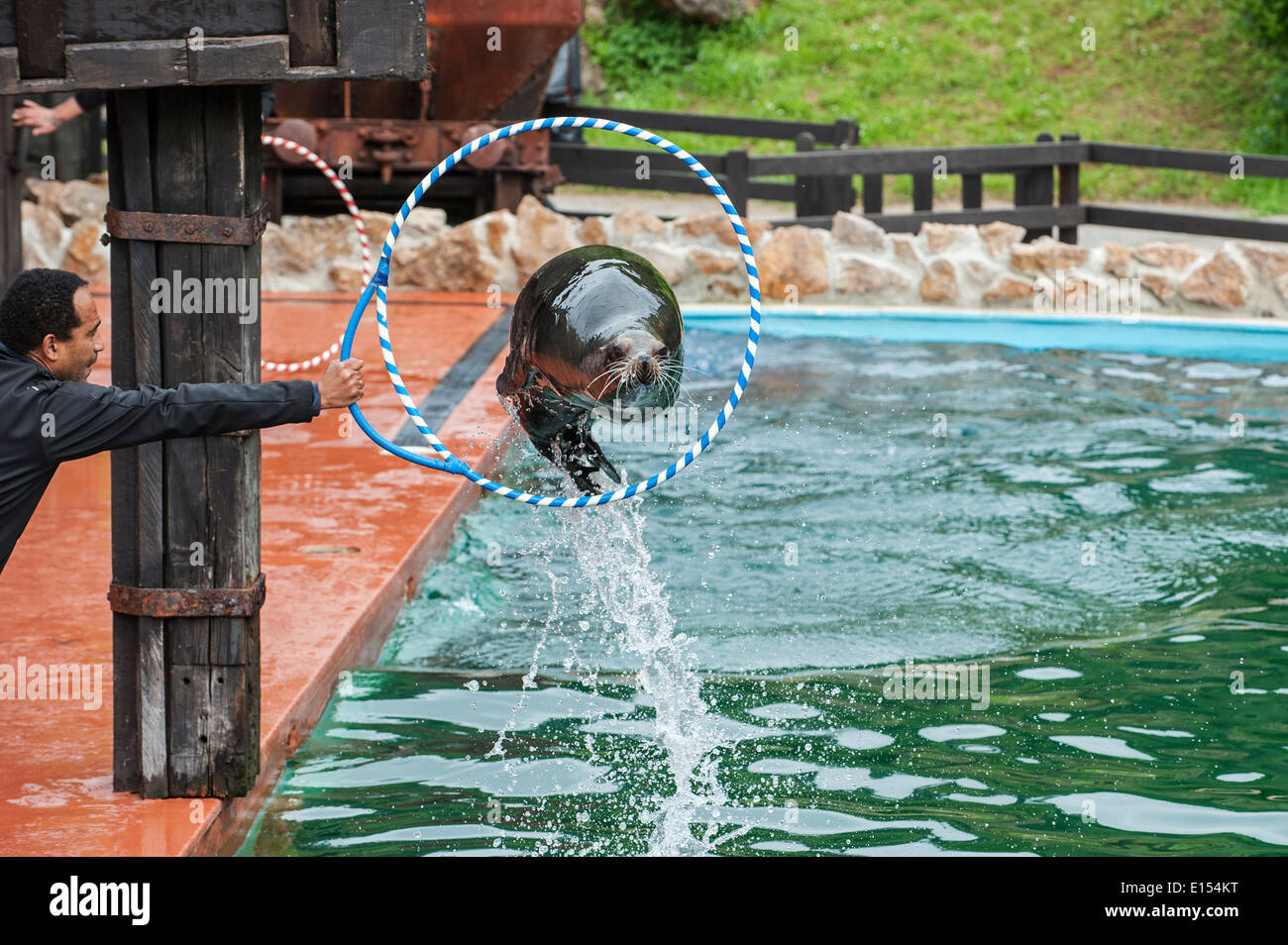 Animal That Jumps Through Hoops at Donald Edwards blog