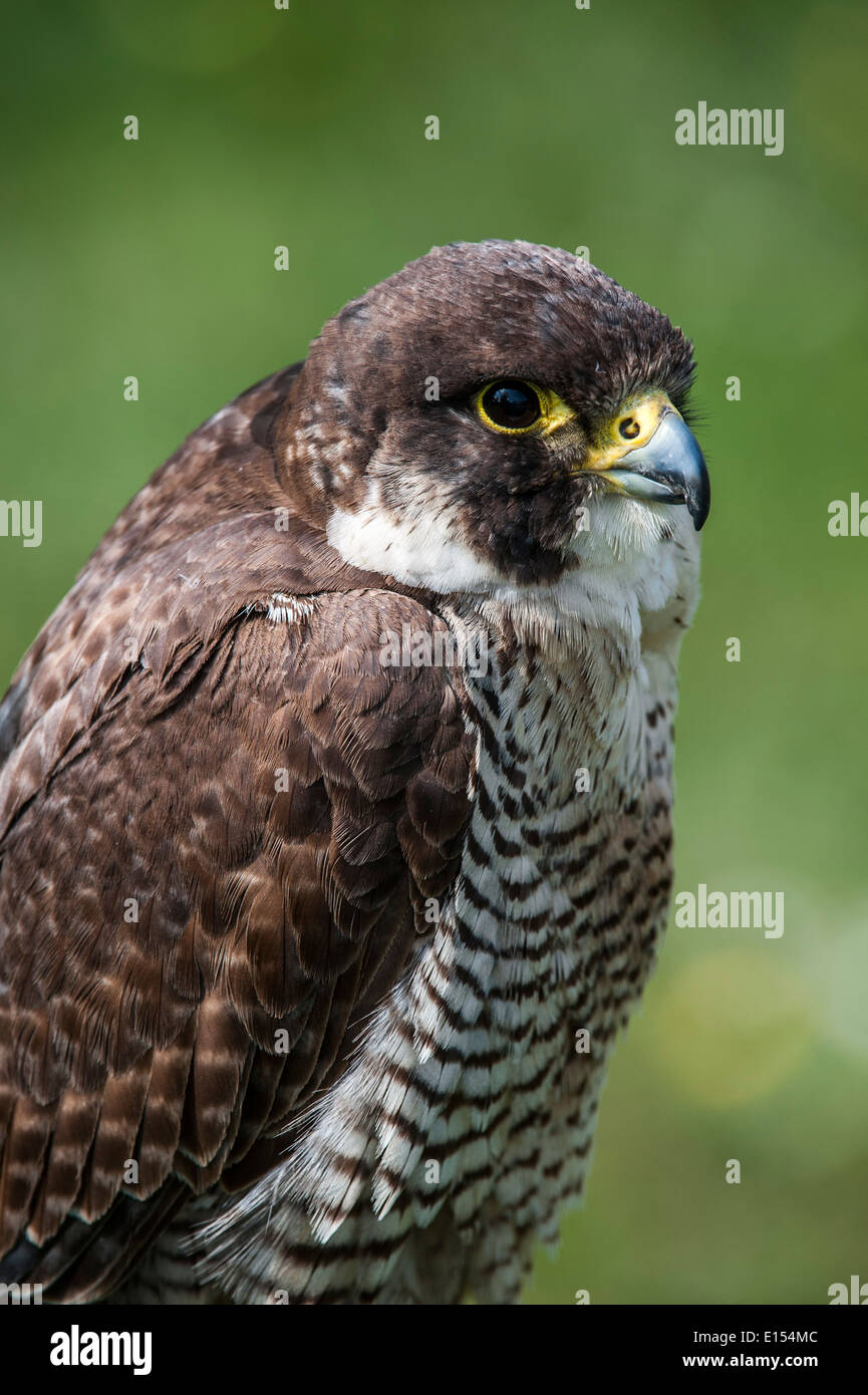 Close up of Peregrine falcon (Falco peregrinus Stock Photo - Alamy