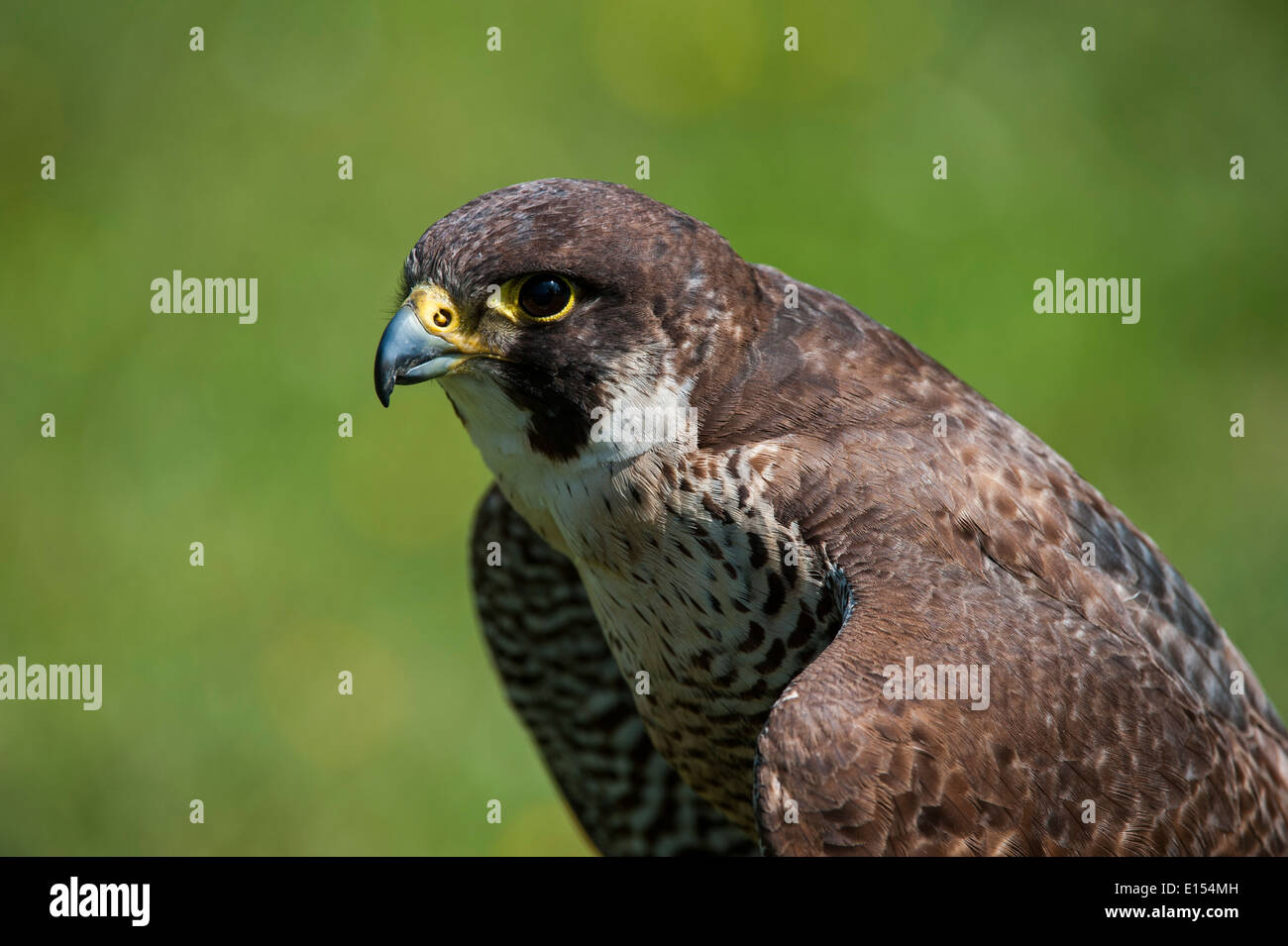 Peregrine falcon (Falco peregrinus), close up of head Stock Photo - Alamy