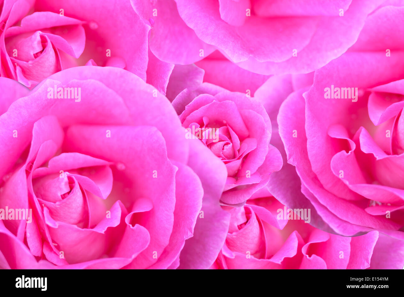 Background image of pink roses abstract surface Stock Photo - Alamy