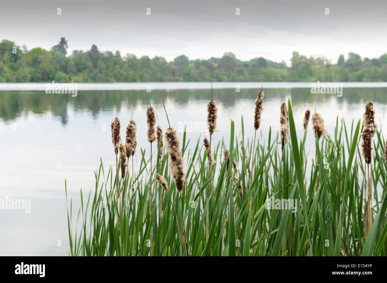 Bullrushes Uk High Resolution Stock Photography and Images - Alamy