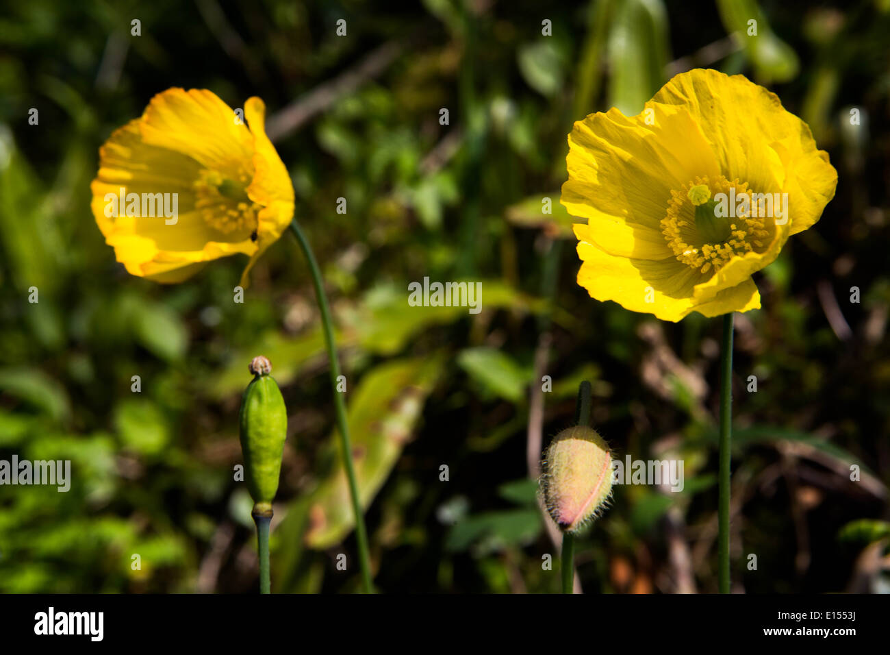 Yellow poppies hi-res stock photography and images - Alamy