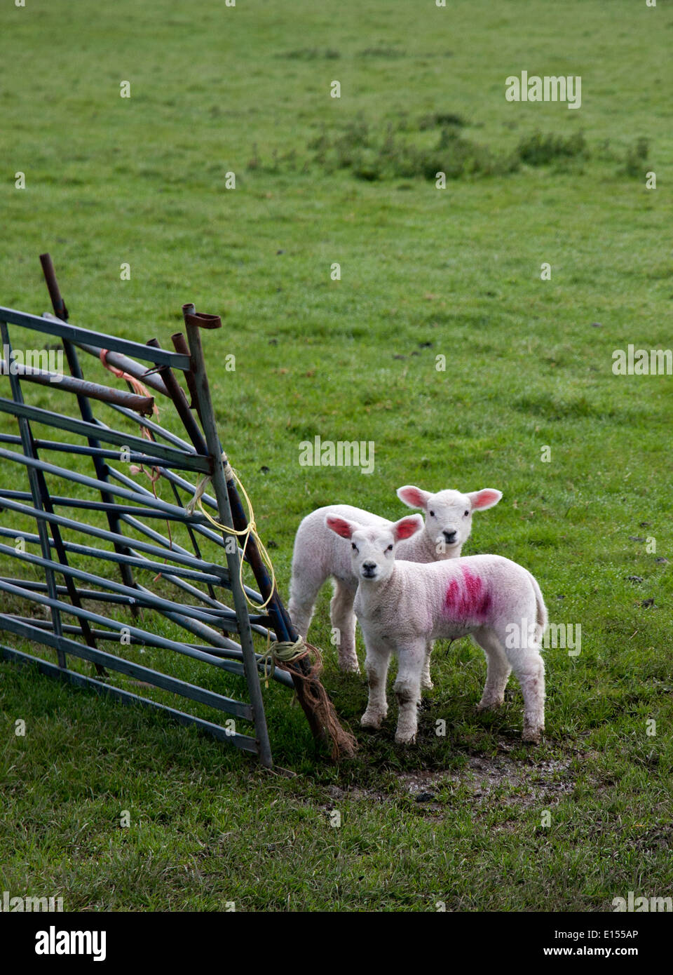 Watchful hi-res stock photography and images - Alamy