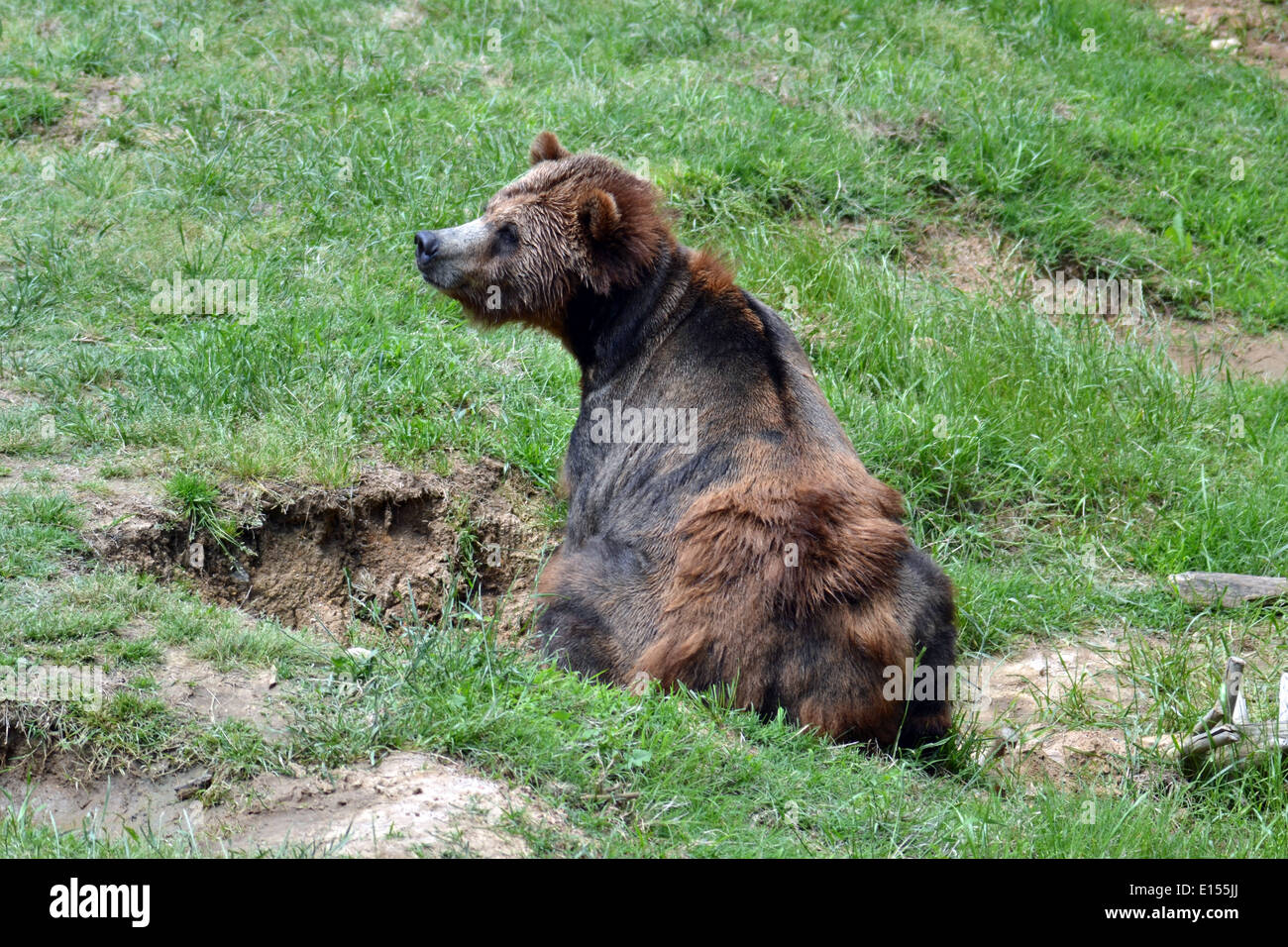 A Grizzly bear looking over his shoulder Stock Photo - Alamy