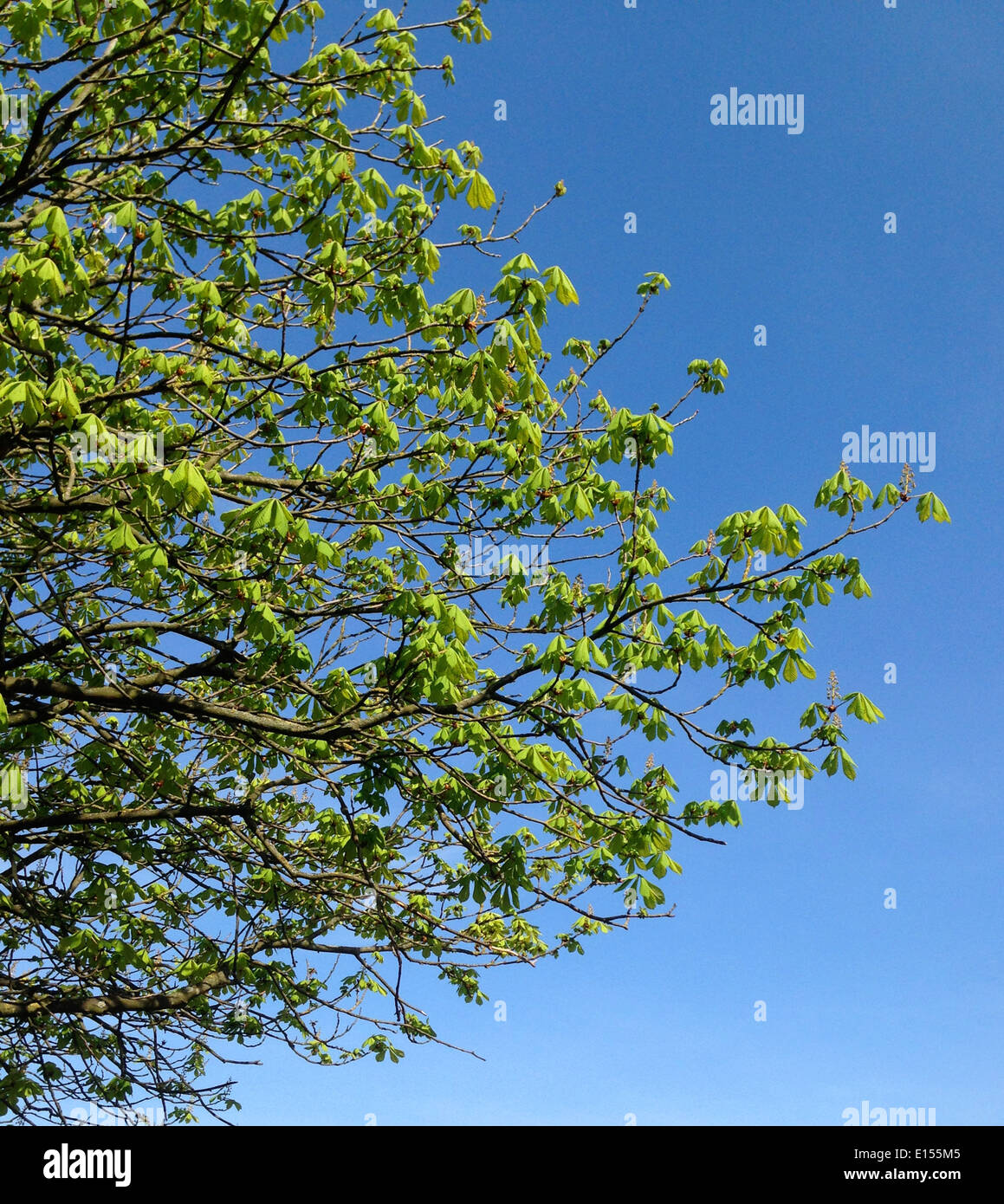 Horse chestnut tree leaves hi-res stock photography and images - Alamy