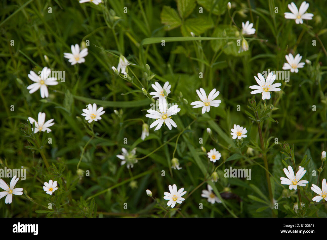 Stitchwort flowers hi-res stock photography and images - Alamy