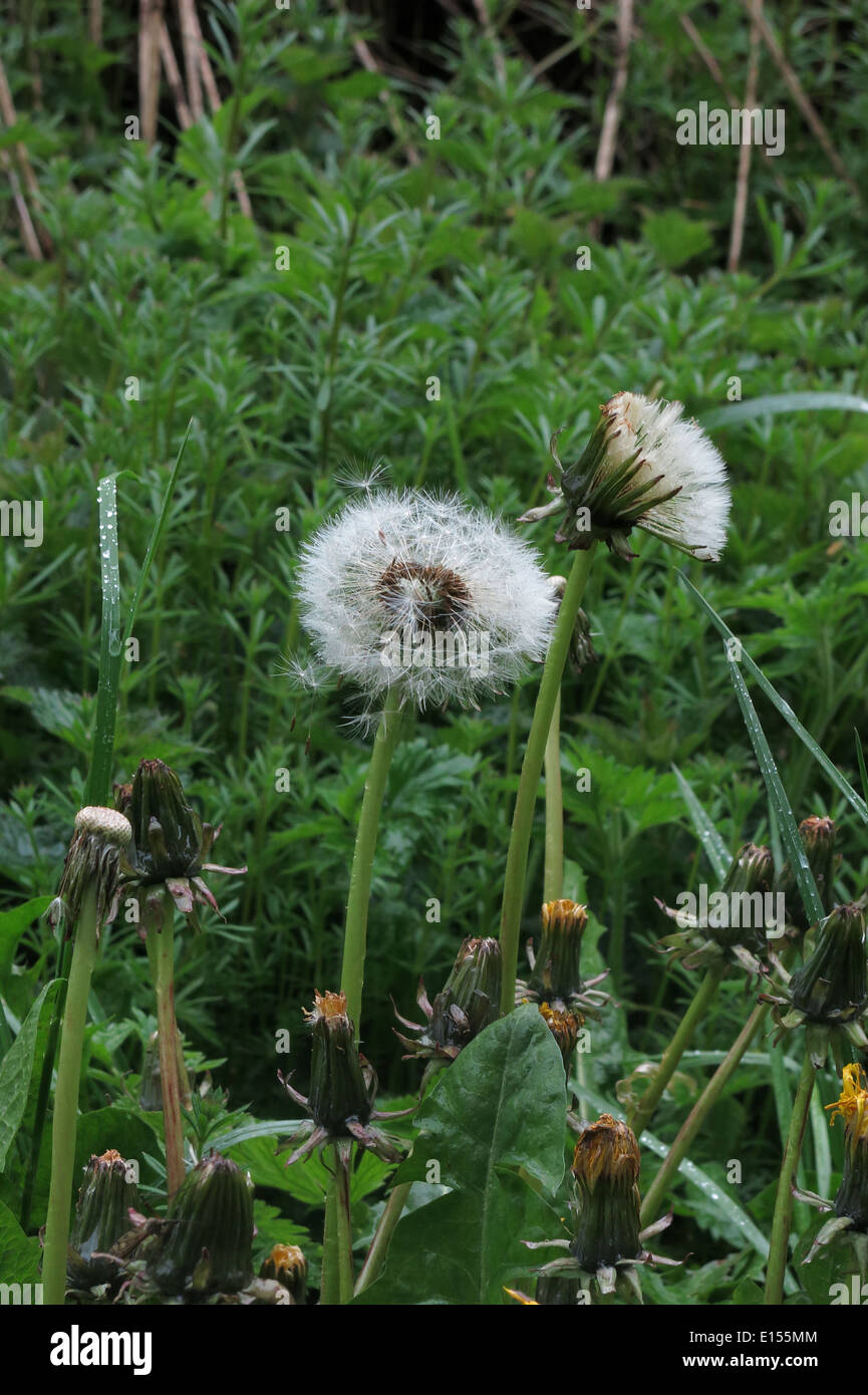 Dandelion seed hi-res stock photography and images - Alamy