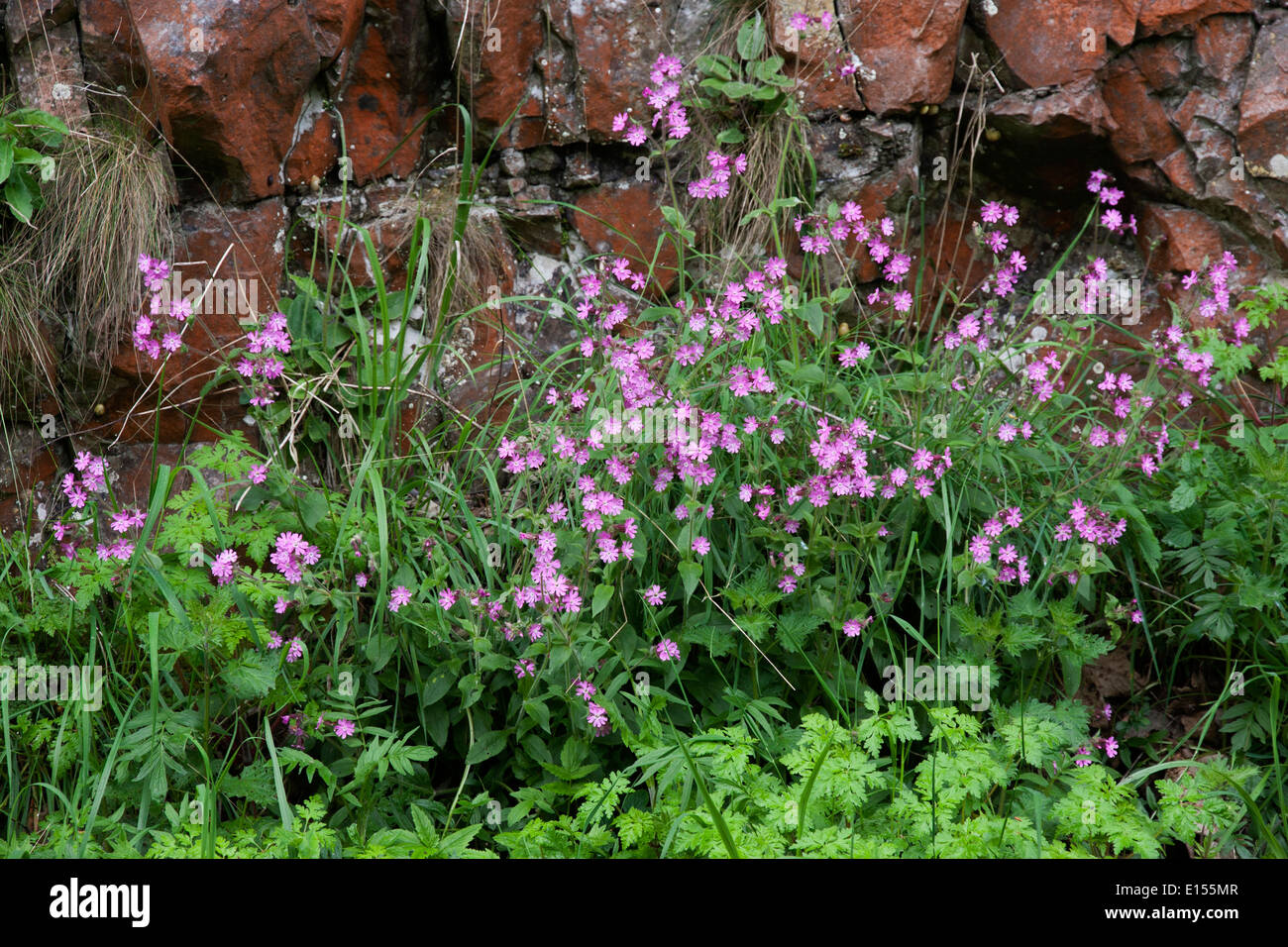 Red Campion flowers Stock Photo - Alamy