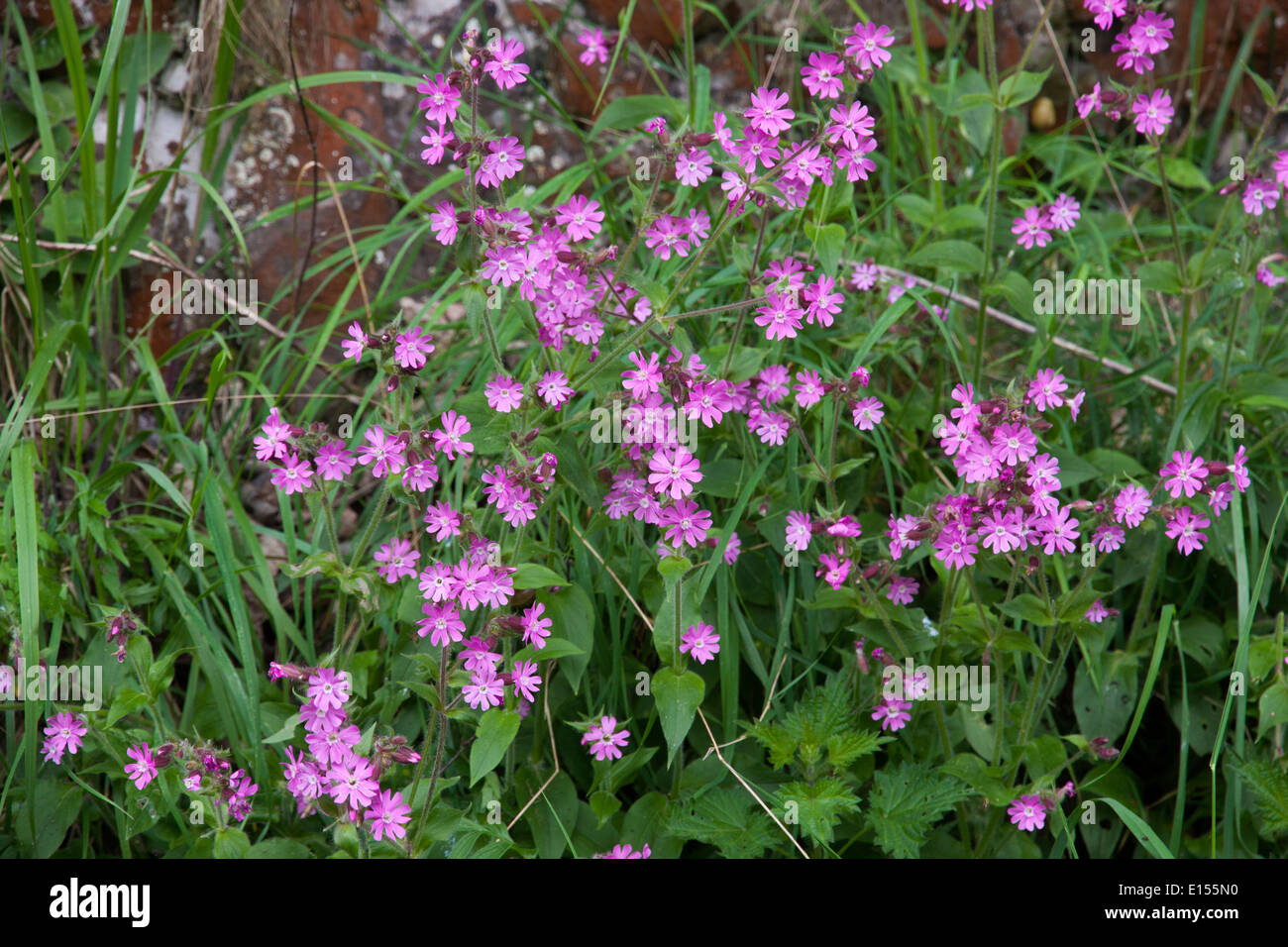 Campion flowers hi-res stock photography and images - Alamy