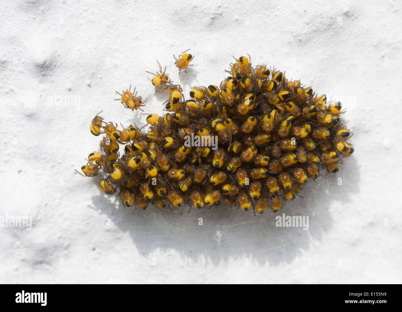 Cluster of spiders hi-res stock photography and images - Alamy