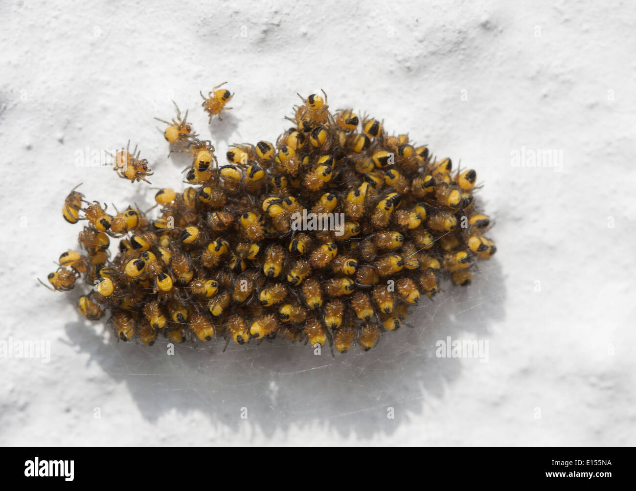 Cluster of baby Garden Cross Spiders before dispersal Stock Photo - Alamy