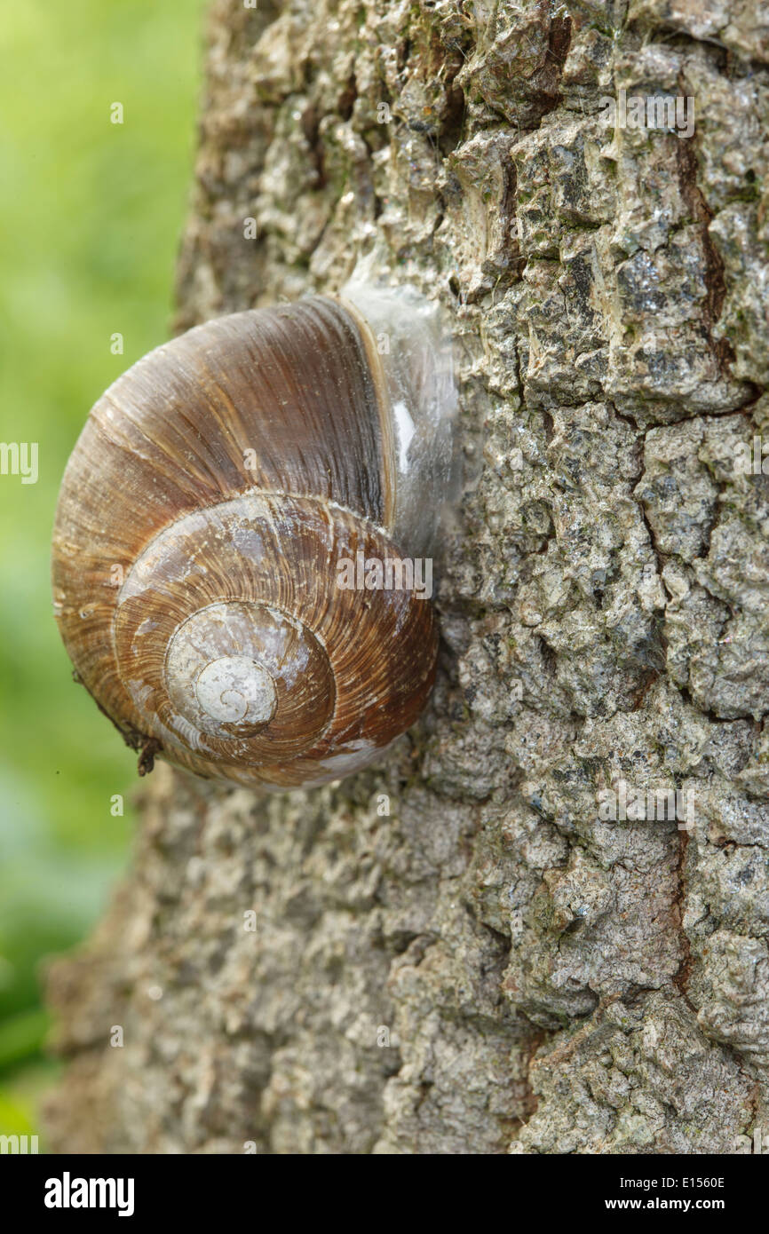 Snail (Helix pomatia) on a tree Stock Photo - Alamy