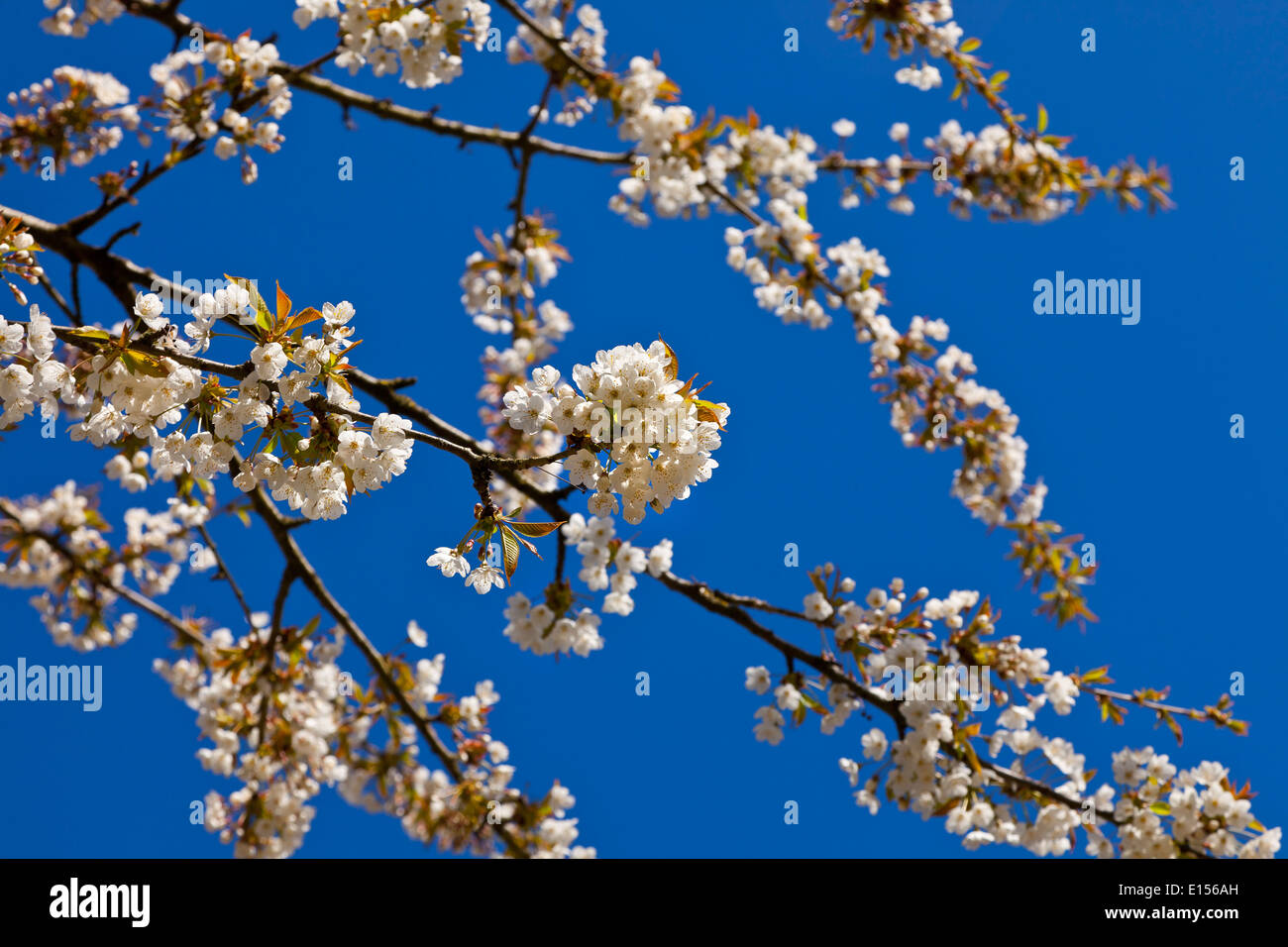 Deep blue white hi-res stock photography and images - Alamy