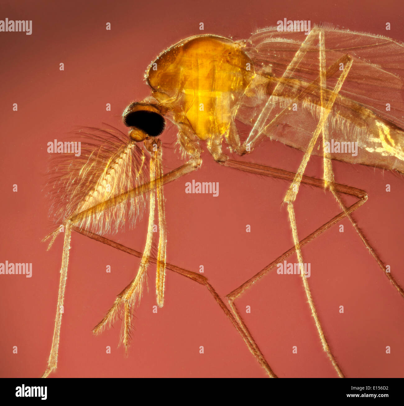 Anopheles Under Microscope