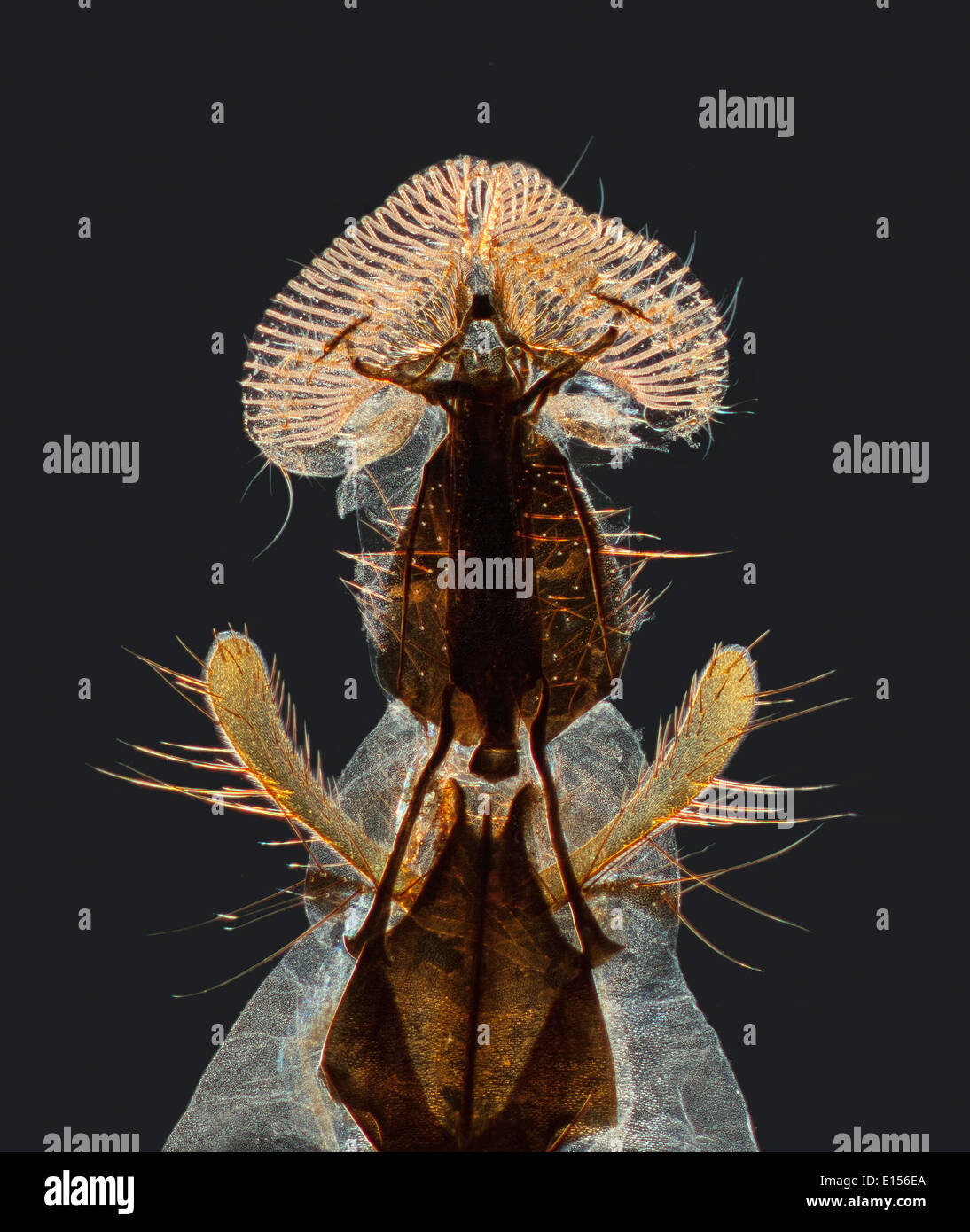 Microscope diptera micrograph pest sponge calliphora erythrocephala hi ...