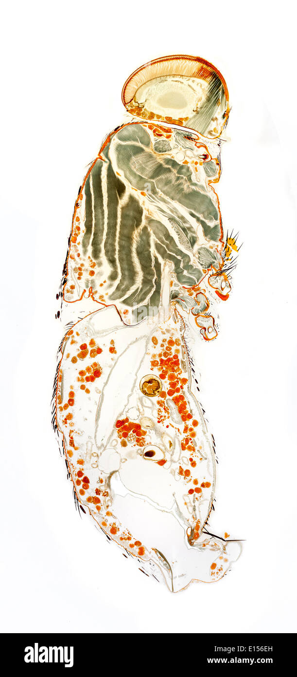 Micrograph histology pest microscope slide stain blowfly pupa Cut Out ...