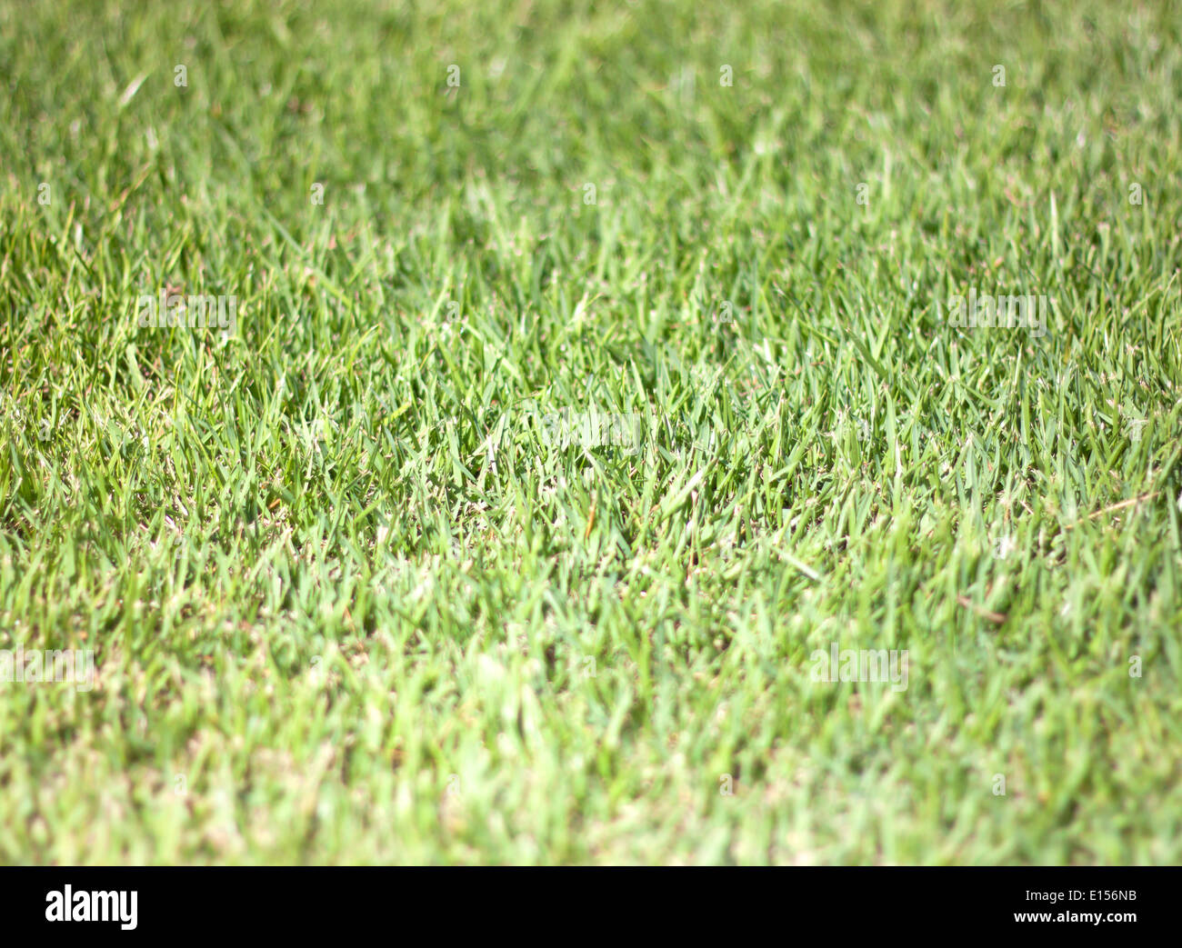 Golf course green grass grow hi-res stock photography and images - Alamy