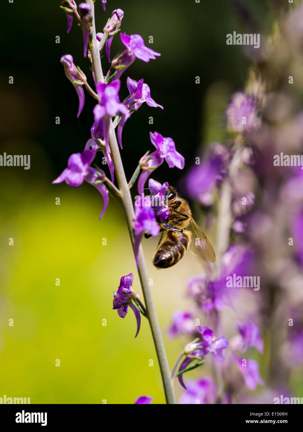 Georgia Bees High Resolution Stock Photography and Images - Alamy