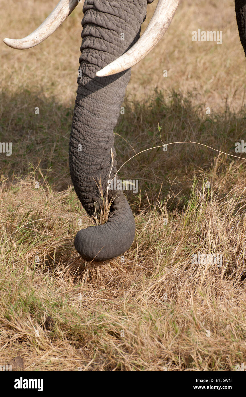 Close up detail of elephant using trunk to pluck grass whilst grazing ...