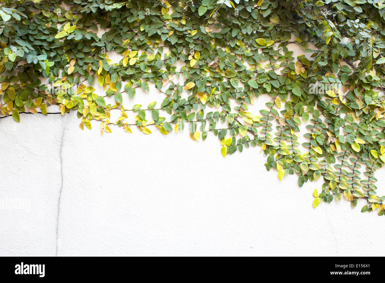 The Green Creeper Plant on the Wall Stock Photo - Alamy