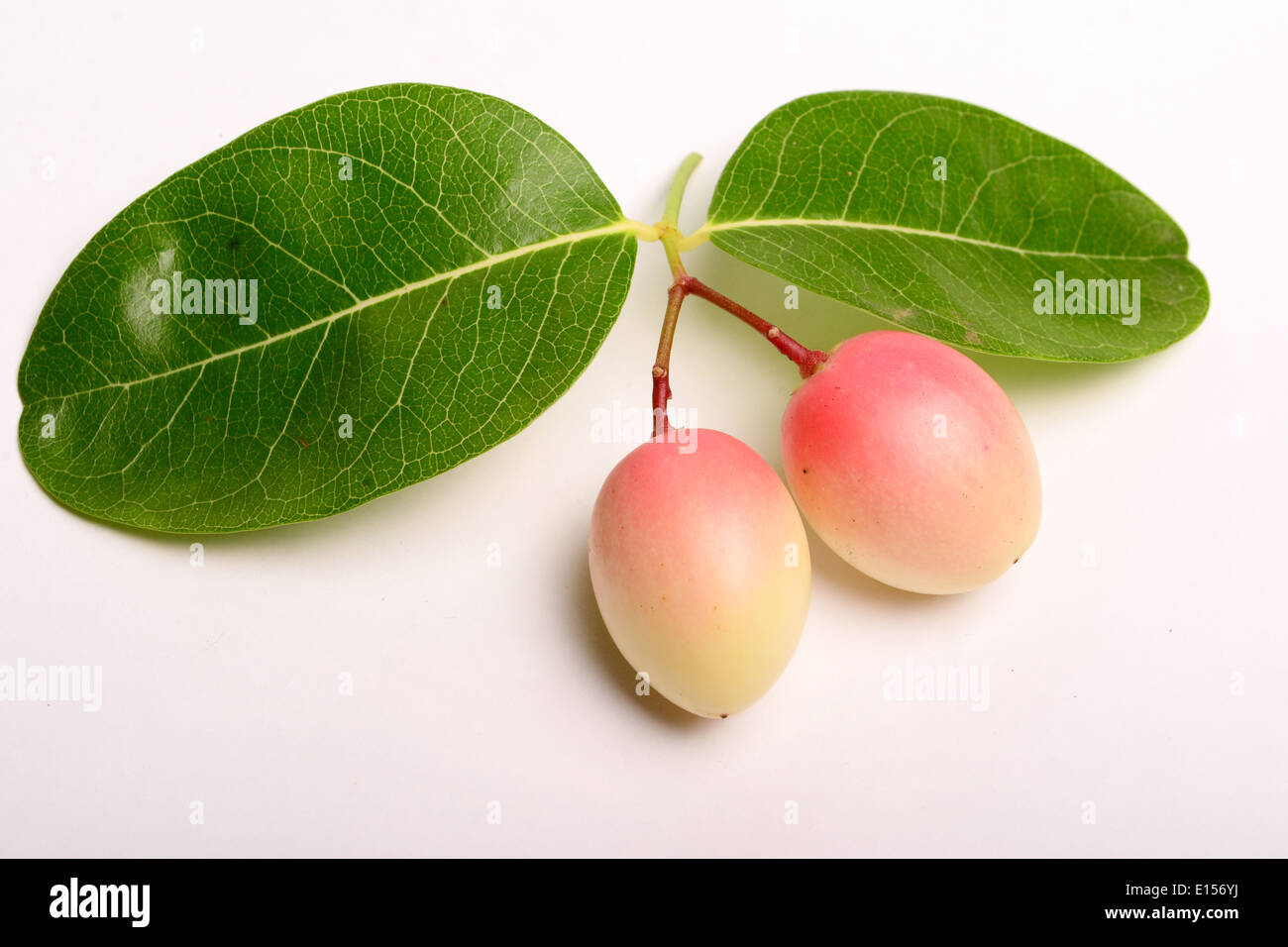 Fruit karonda karwanda carissa carandas hi-res stock photography and ...