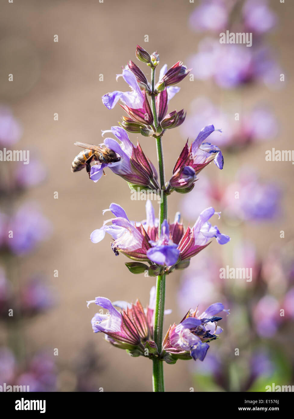 Georgia Bees High Resolution Stock Photography and Images - Alamy