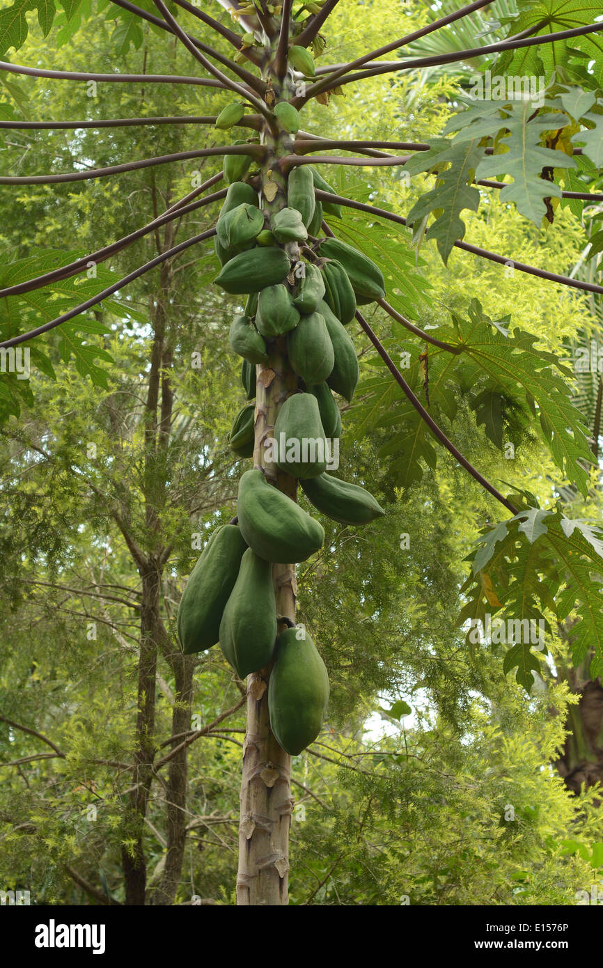 Papaya tree papaw pawpaw hi-res stock photography and images - Alamy