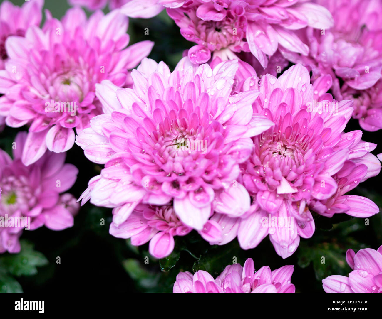 Beautiful spring flowers pink flower Stock Photo - Alamy