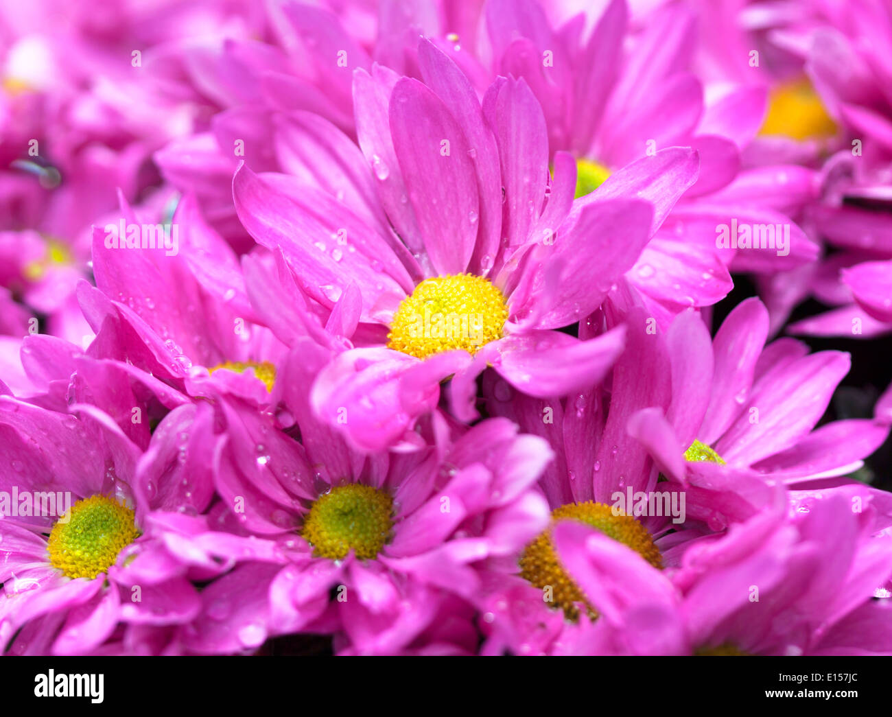 Beautiful spring flowers pink flower Stock Photo - Alamy